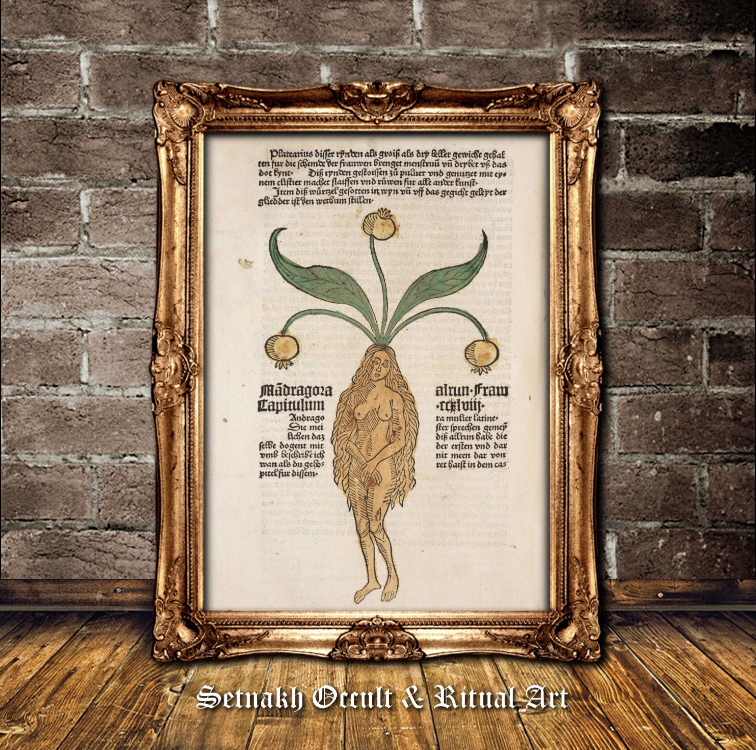 Mandragora print, witches' flying ointment recipe, mandrake plant post